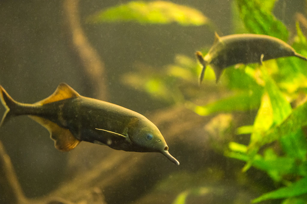 Elephant Fish Freshwater