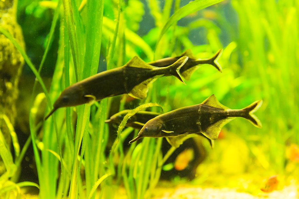 Elephant Nose Fish Aquarium