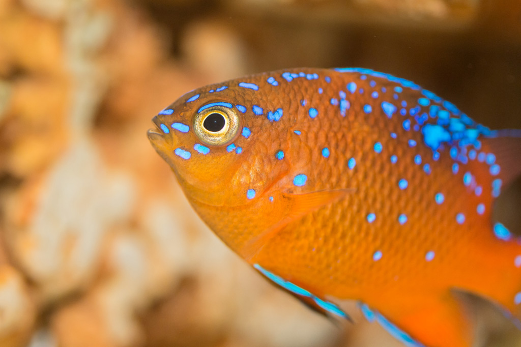Juvenile Garibaldi Fish 217 Garibaldi Fish Stock Photos, High Res