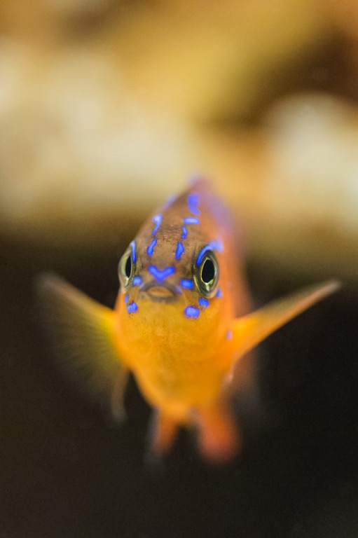 Garibaldi Fish Garibaldi Fish. The Worlds Largest Damselfish And One