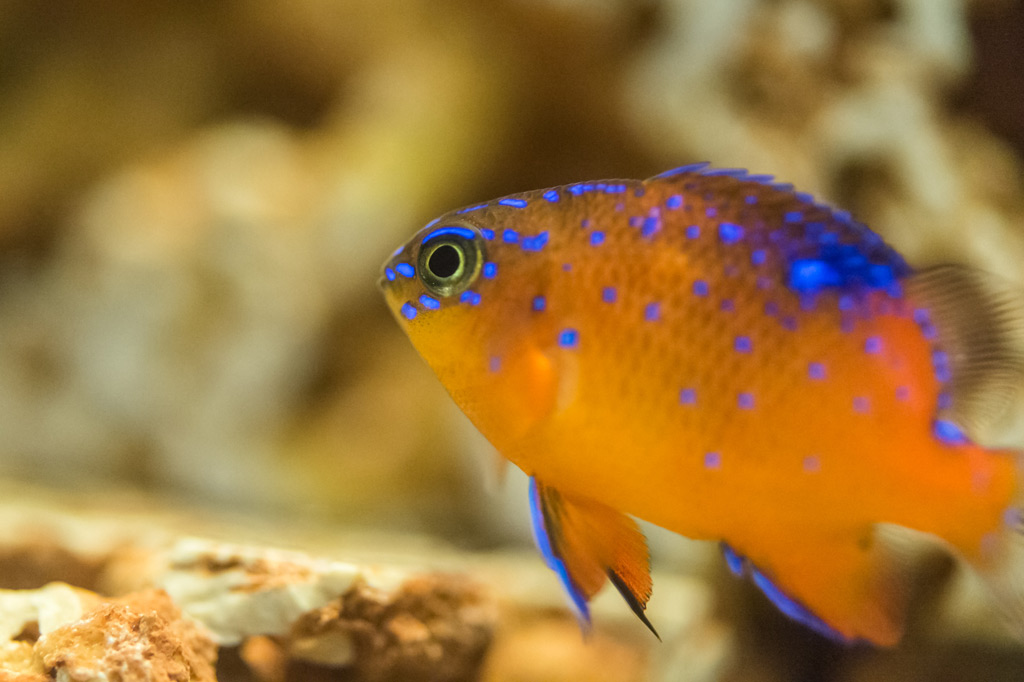 Juvenile Garibaldi Fish 217 Garibaldi Fish Stock Photos, High Res