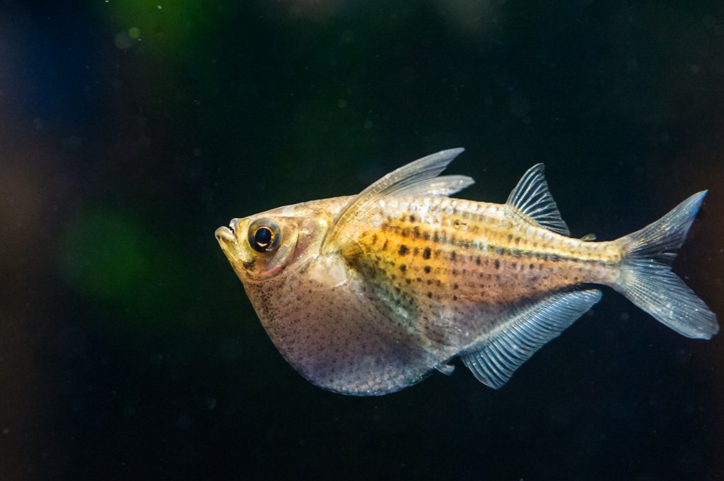 Freshwater Hatchetfish