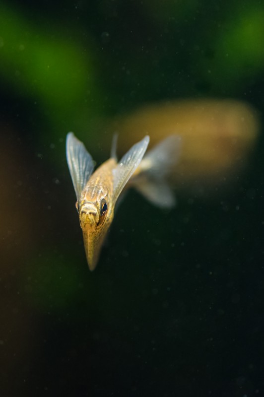 Freshwater Hatchetfish
