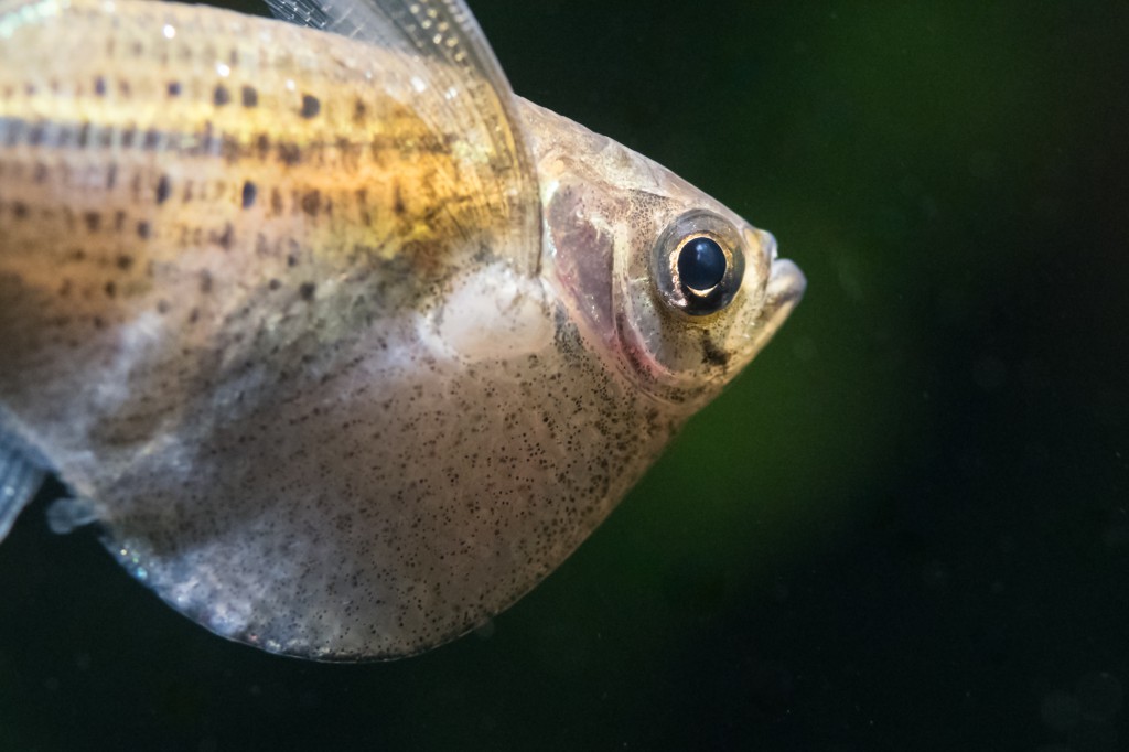 Freshwater Hatchetfish