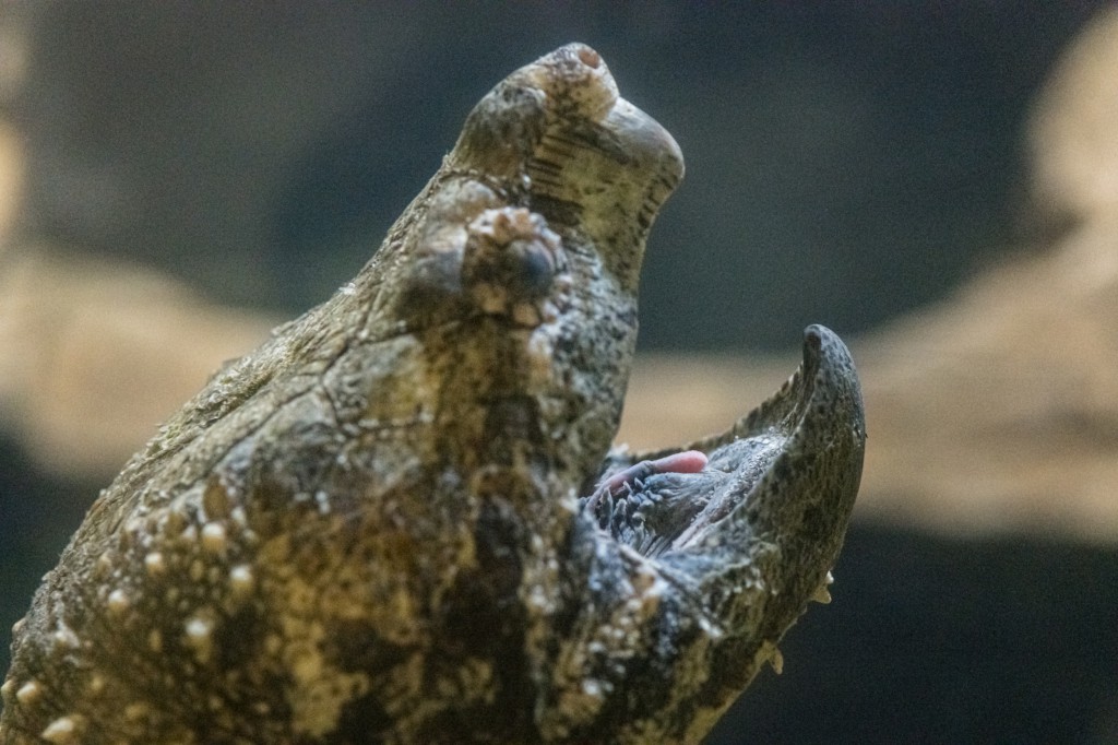 Alligator Snapping Turtle Tongue
