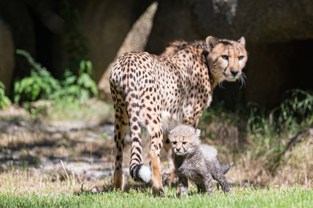 Gepard Profil Zoo Dresden Zoo Dresden Added A New Photo — At Zoo