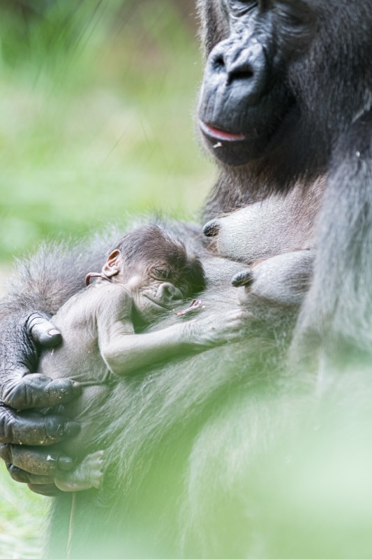 Feoil Gorilla