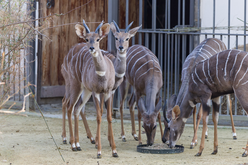 Kleiner Kudu Lesser Kudu Facts, Diet, Habitat & Pictures On