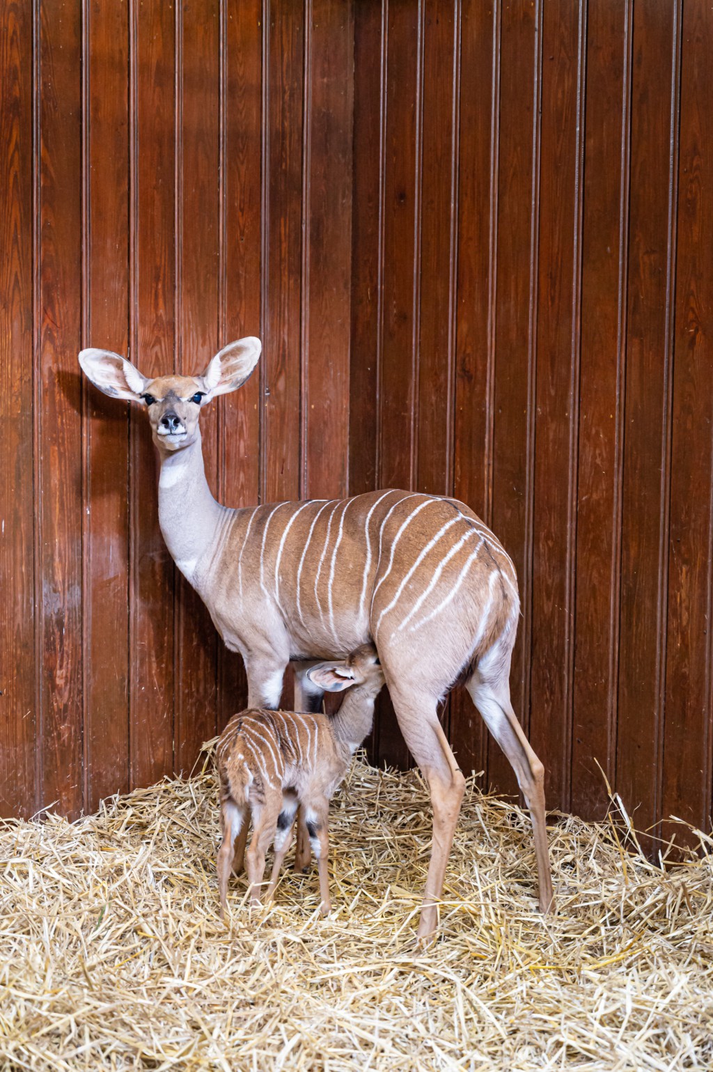 Lesser Kudu Baby