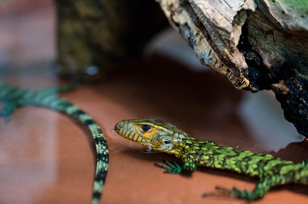 Baby Caiman Lizard