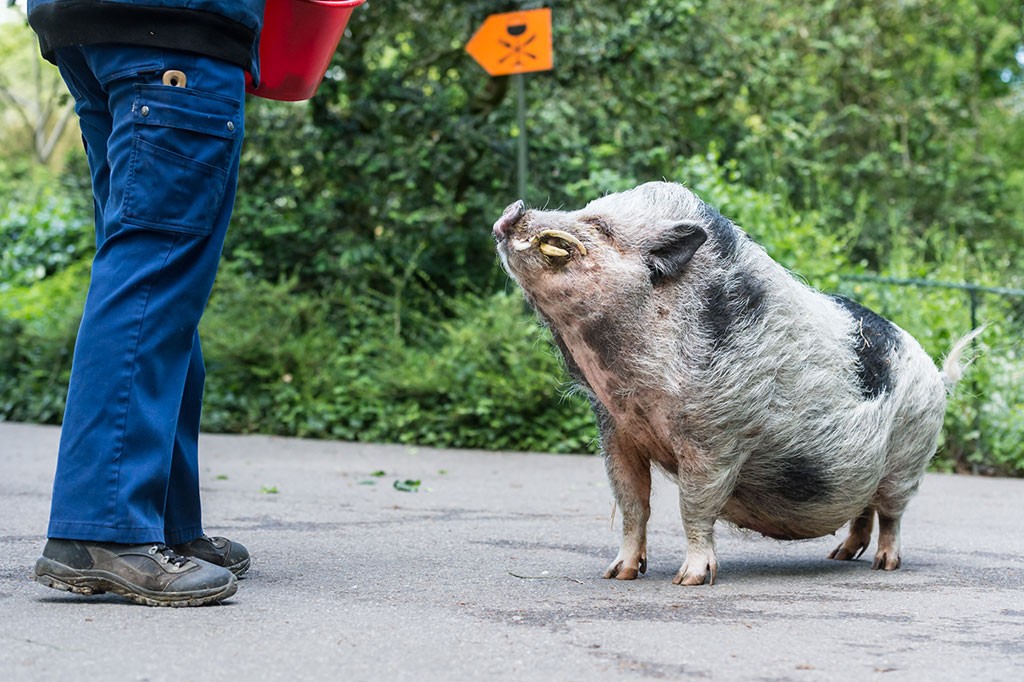Schwarze Miniaturschweine
