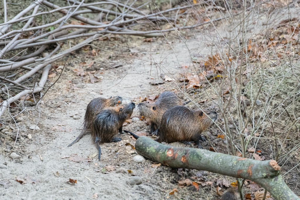 Casa De Animales Nutria Endangered New Jersey: Nutria
