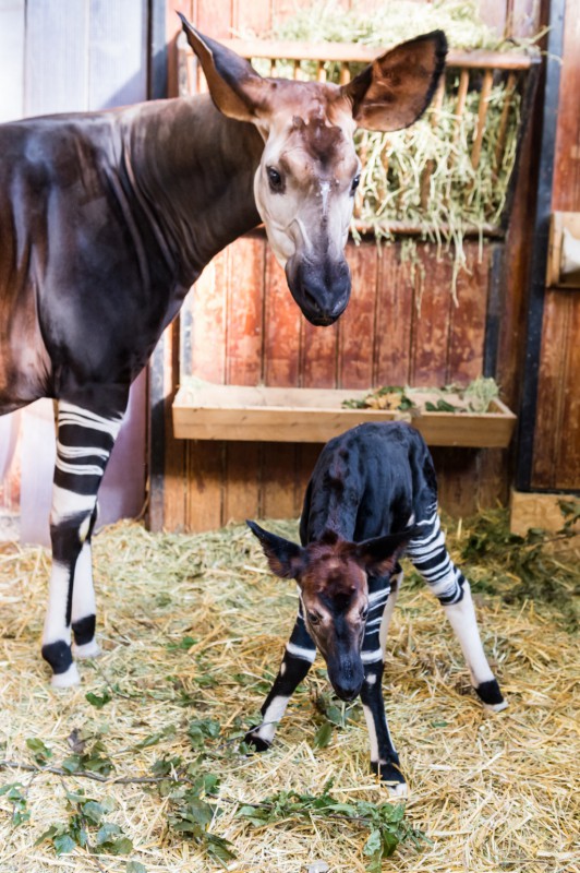 Okapi Say Hello To Mosi The Okapi! 👋 He Arrived At The Zoo Earlier