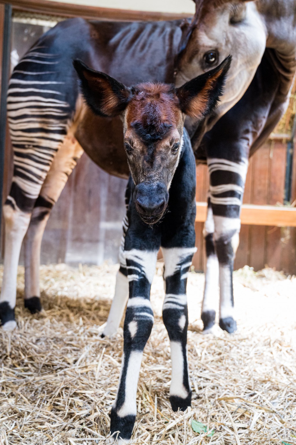 Baby Okapis