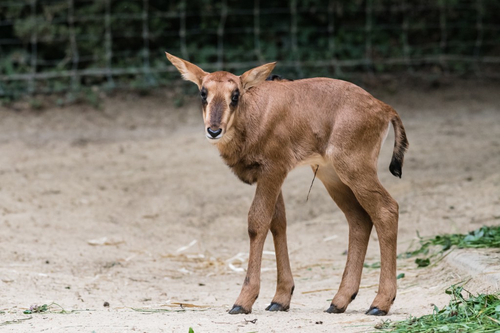 Sable Antelope Baby
