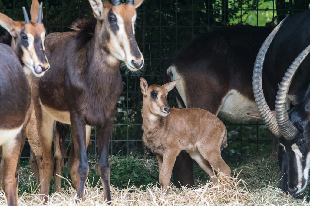 Sable Antelope Baby