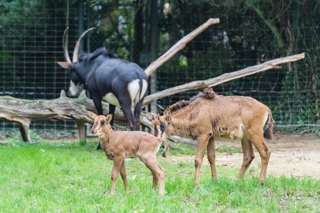 Sable Antelope Baby