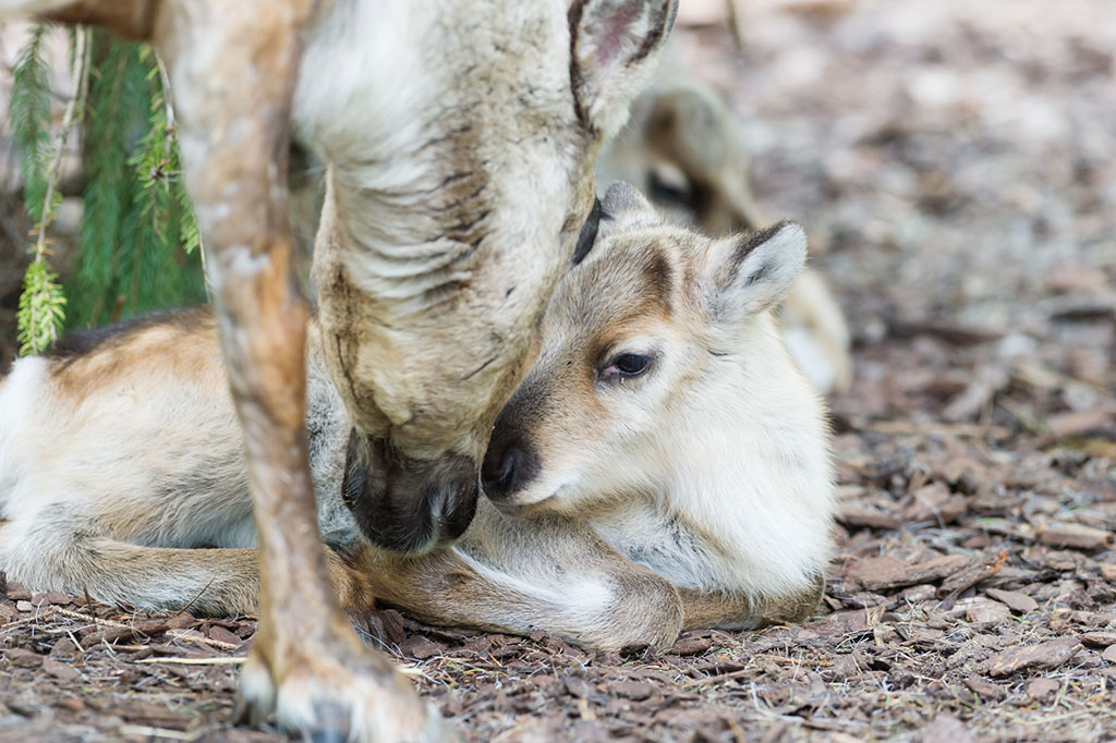 Cute Baby Caribou