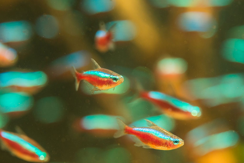 Neon Tetra Fish Eggs Neon Tetra Paracheirodon Innesi