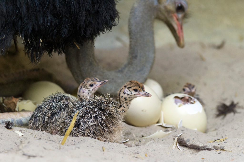 Baby Ostrich Hatching