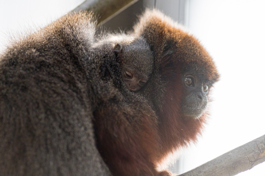 Titi Columbia Monkey