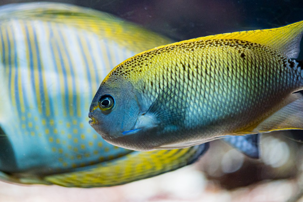 Swallowtail Angelfish
