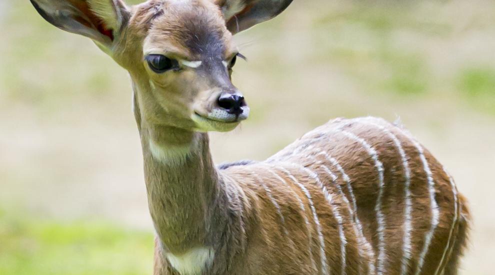 Kudu Menor, Bebe Lesser Kudu Calf Born At The Cincinnati Zoo