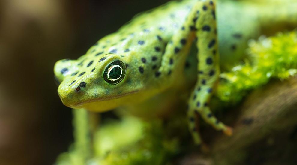 Zoos save species – all around the world: VdZ annual conference takes ...