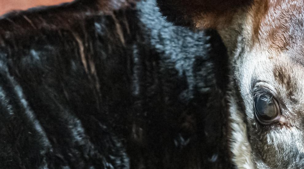 Okapi – seltener Nachwuchs