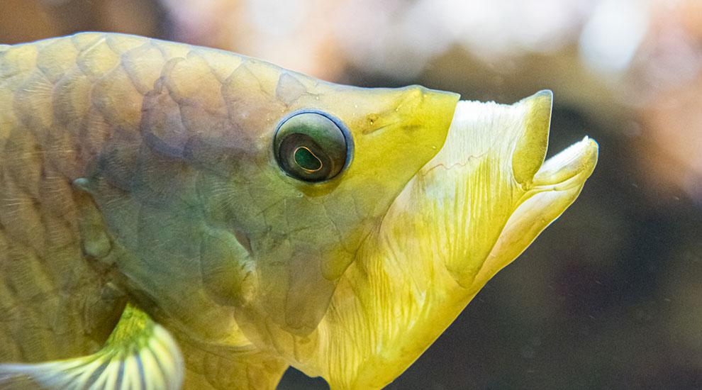 Le labre à long museau: une grande gueule!