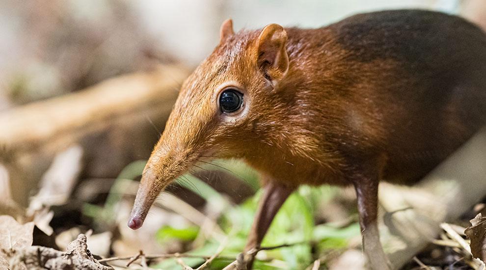 Seltene Tierart neu im Zoo Basel zu sehen