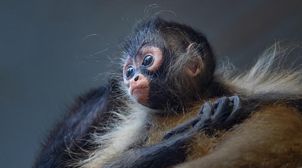 Abschied von den Geoffroy-Klammeraffen