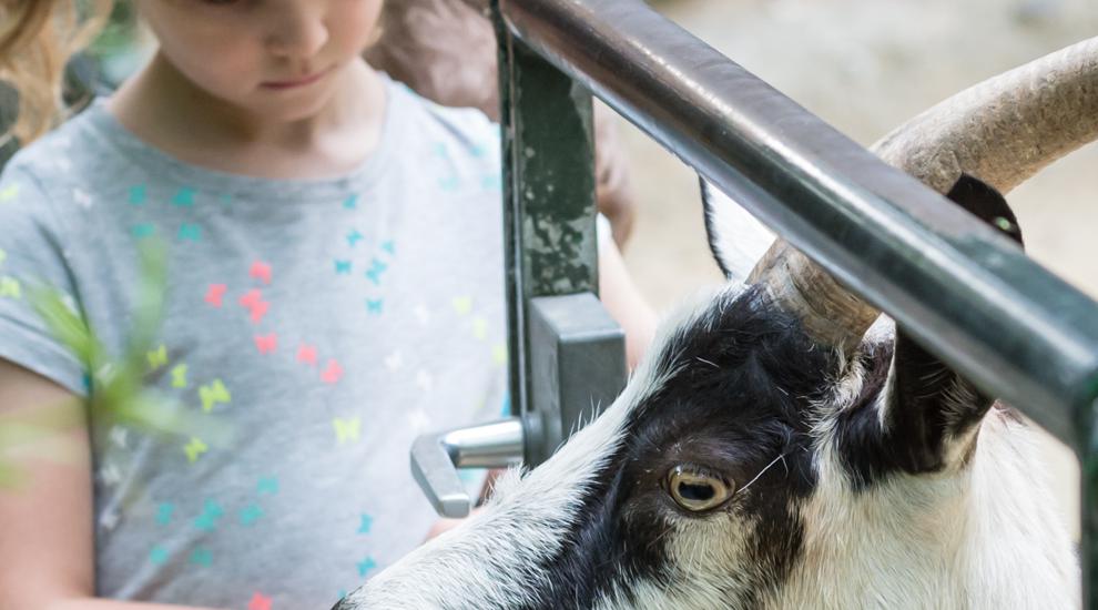 Der Zoo Basel feiert 40 Jahre Kinderzoo