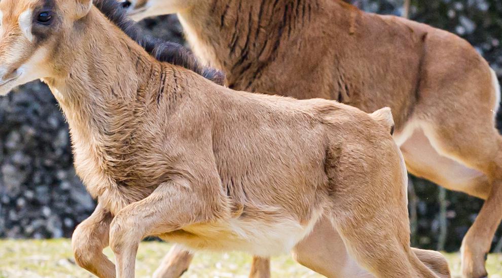 Four baby sable antelopes at Basel Zoo