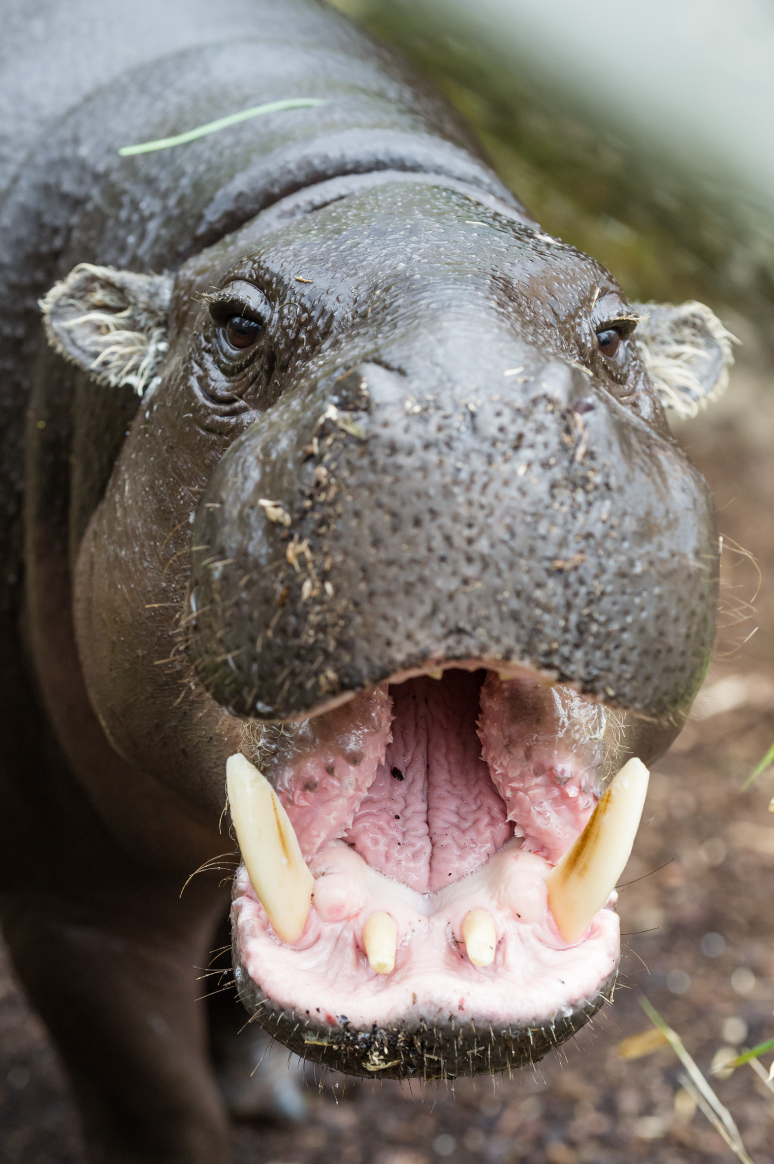 Pygmy Hippo Mouth