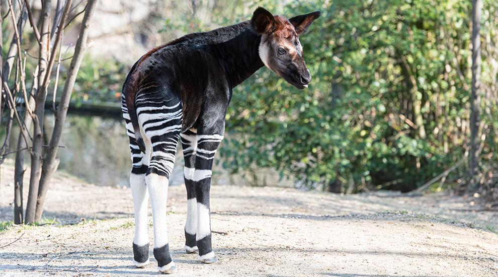 Okapis in der Demokratischen Republik Kongo