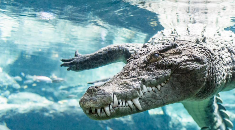Basel Zoo’s animals from A to Z – in the animal encyclopaedia | Basel Zoo