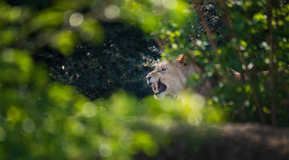 Votre visite au Zoo – toute une aventure| Zoo de Bâle