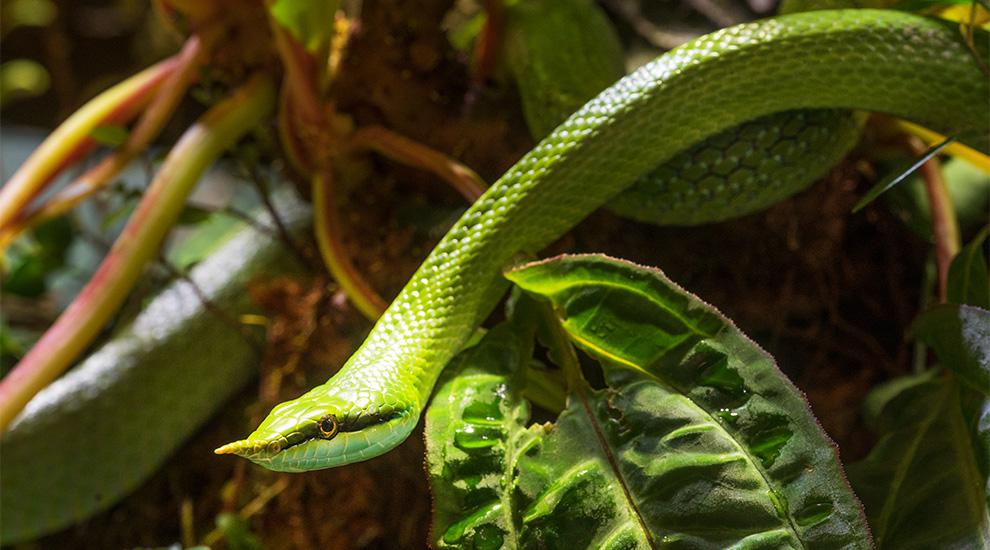 Aperçu des heures d’ouverture | Zoo de Bâle