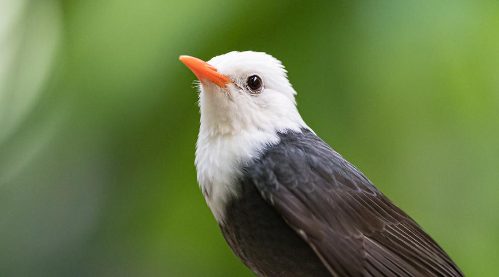 Unterstützungsmöglichkeiten für den Zolli | Zoo Basel