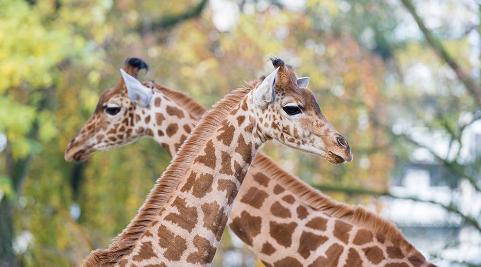 An overview of the zoo | Basel Zoo