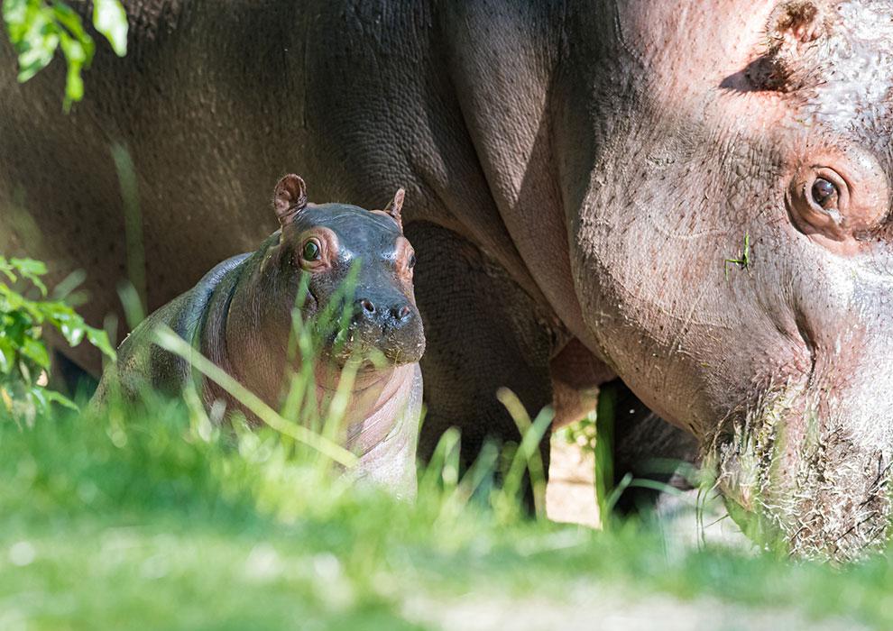 Alle Infos rund um den Zolli im Überblick | Zoo Basel