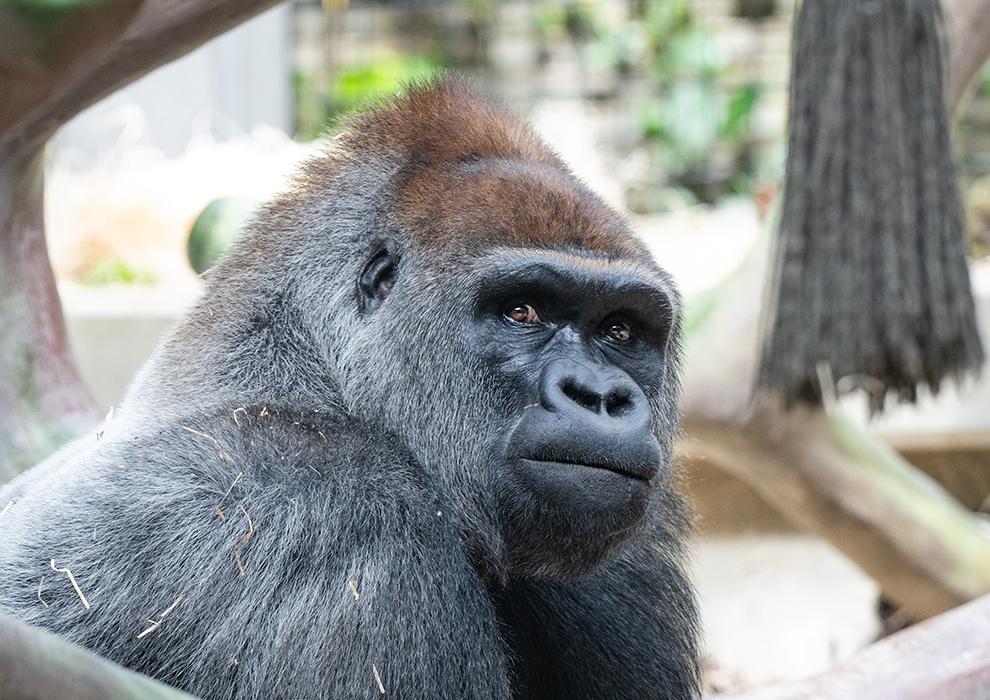 Zoo Basel