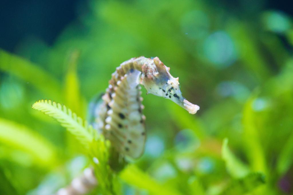 Hippocampe Vert