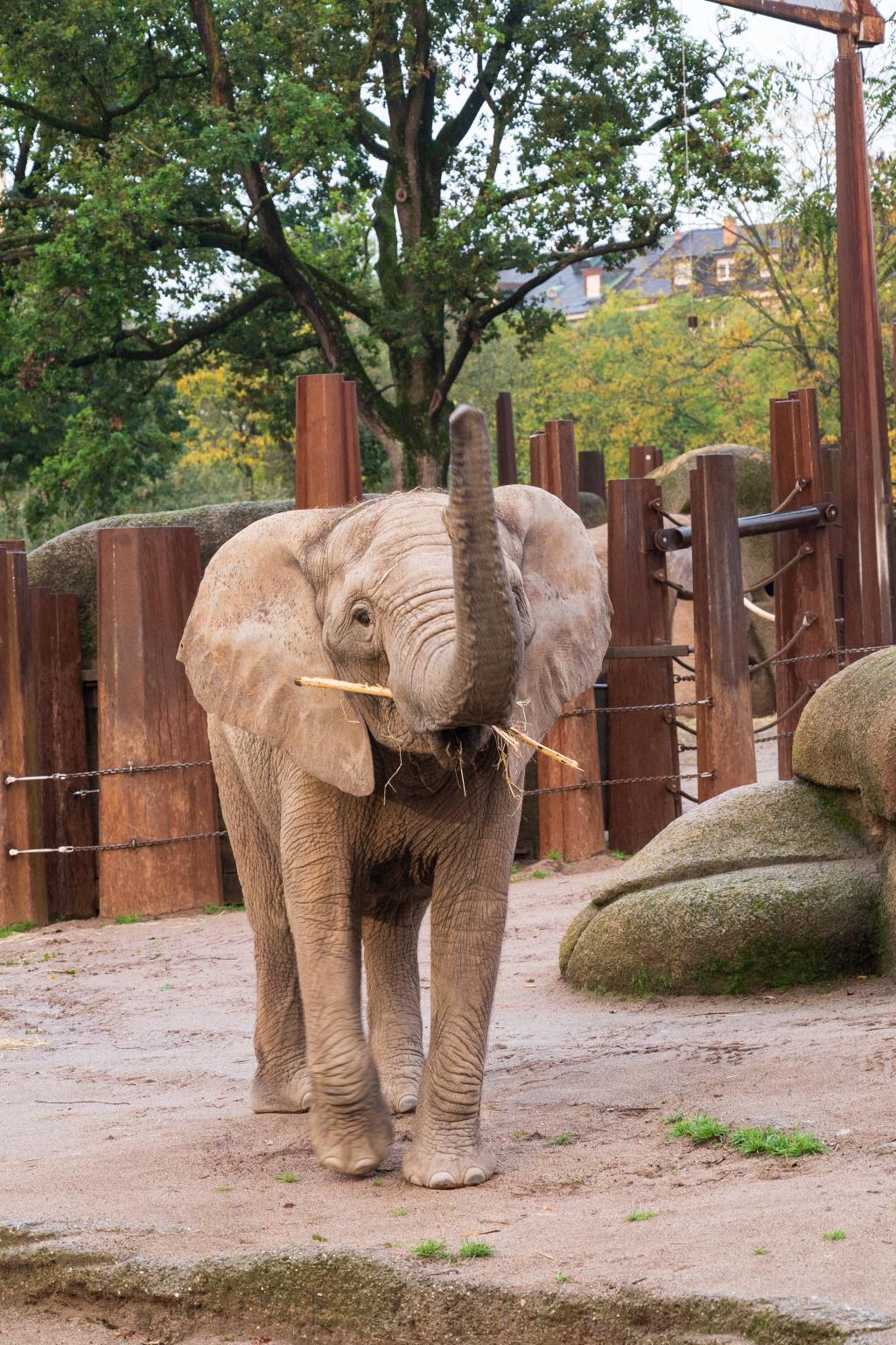 do hyenas attack elephants