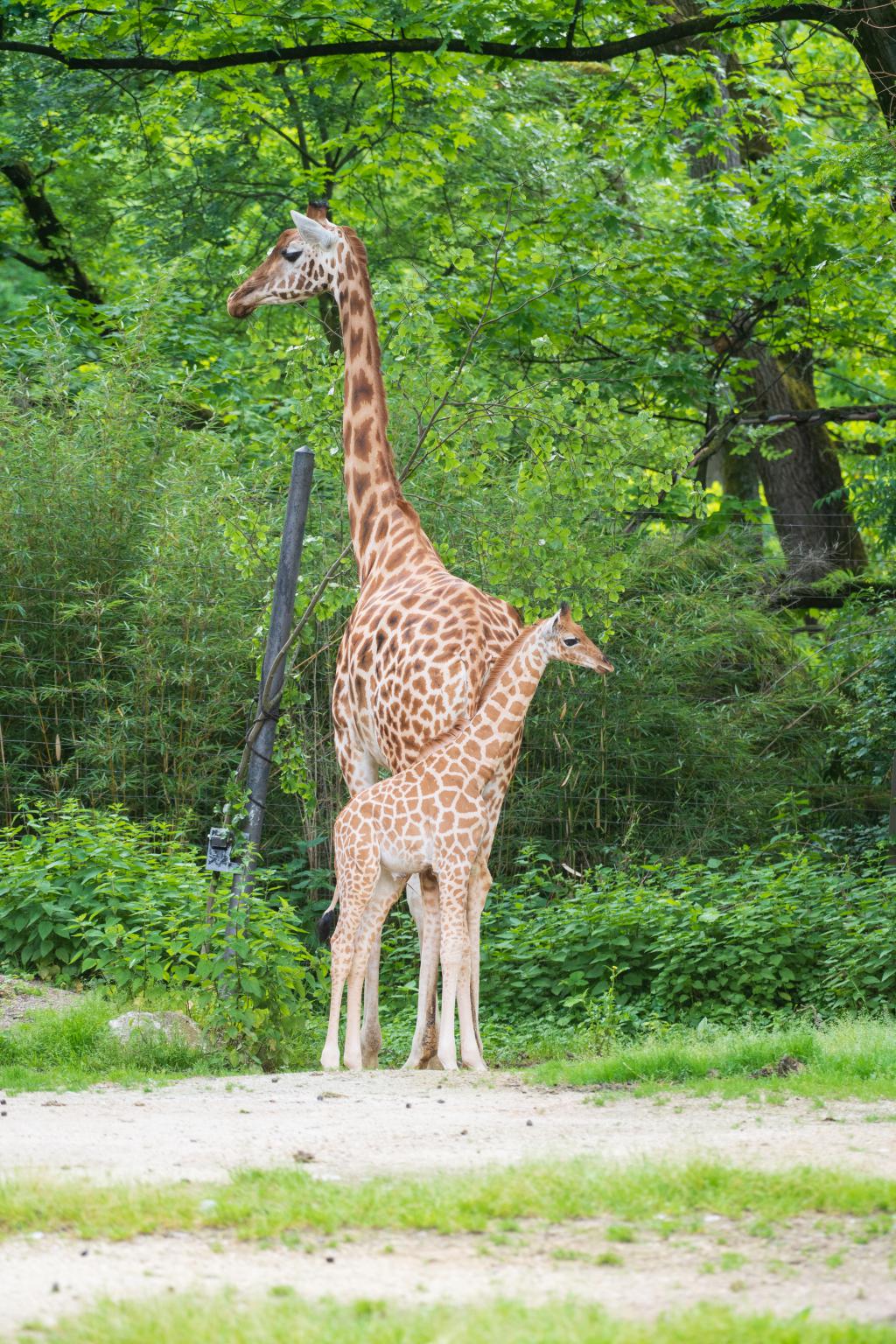 Zoo Animals Giraffe New Giraffe Calf “Kuzco” Joins The Herd At The