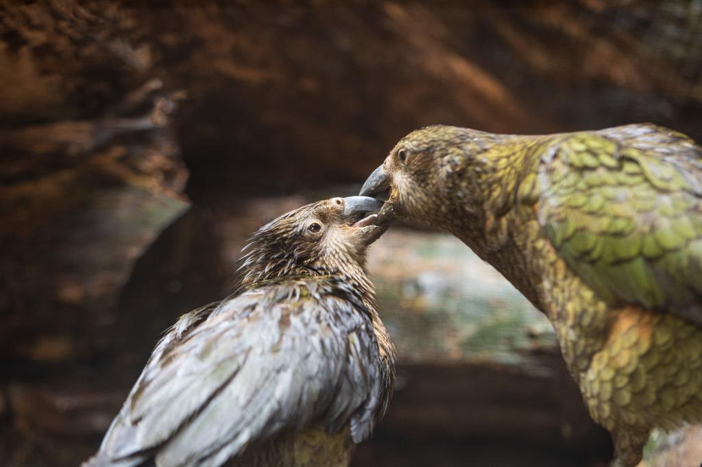 Kea Wing