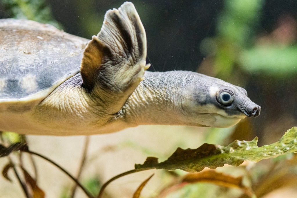 Pig Nosed Turtle