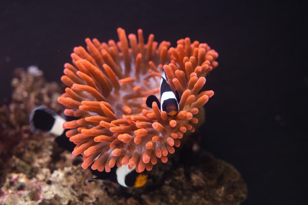 Poisson Clown Quel Futur Pour Les Poissons Clowns ? Récifal News