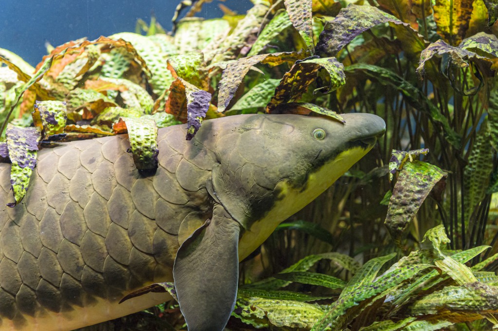 Lungfish